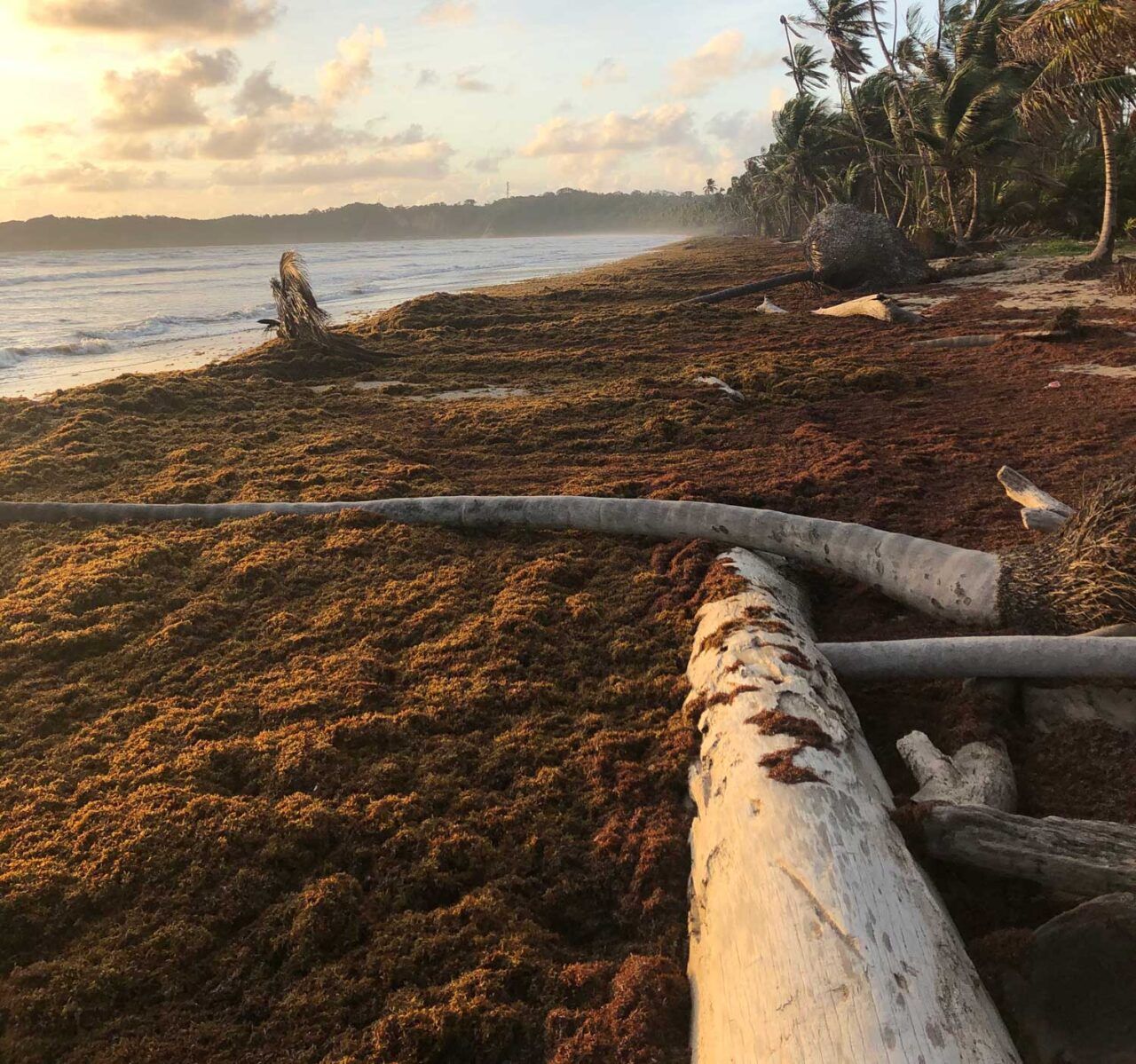 Sargassum: environmental issues and impact monitoring - Kunak